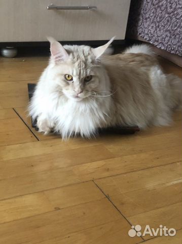 Отдам в добрые руки (очень добрые руки) кошку поро