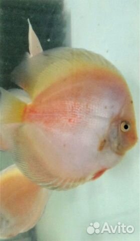 Albino RED Discus 14+см. возраст 12 месяцев