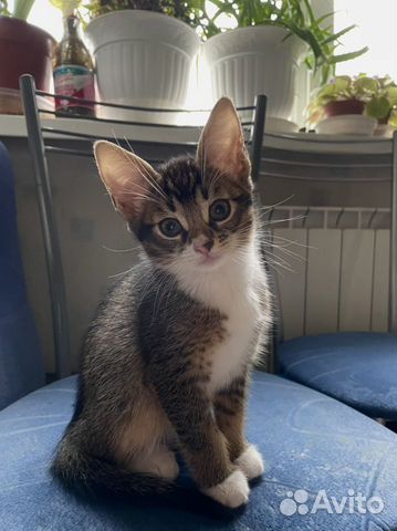 Котята