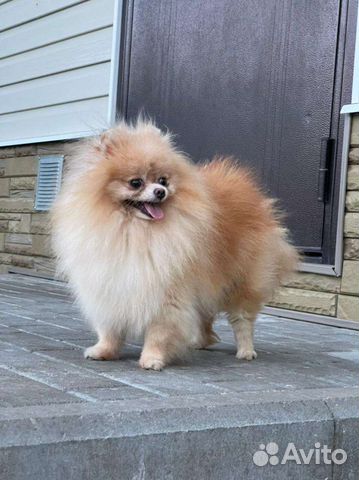 Померанский шпиц