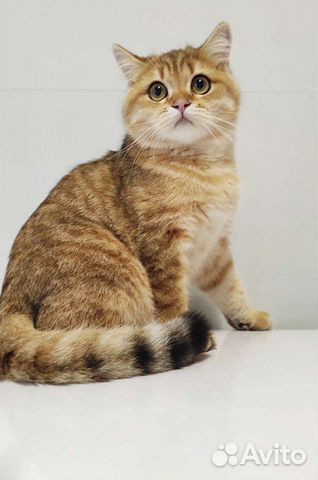 Британский джентельмен