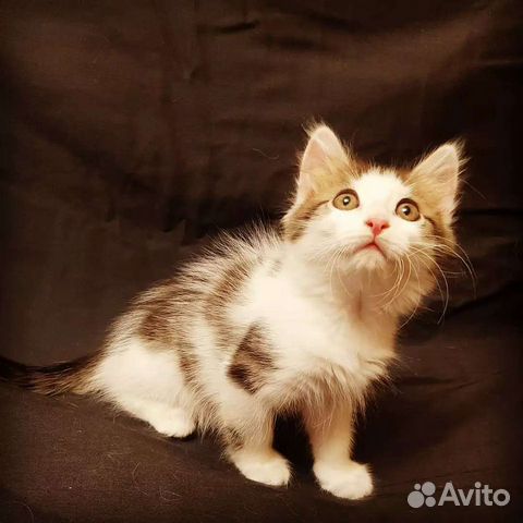 Двухмесячная кошечка ищет дом