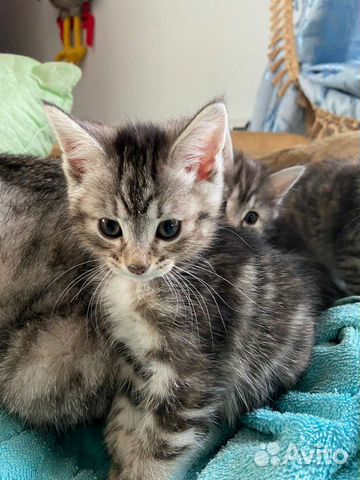 Кошки
