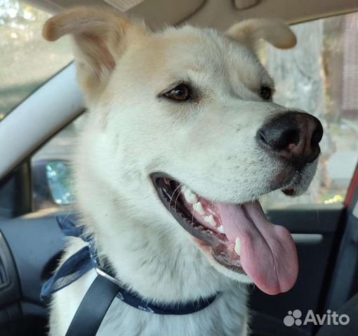 Собака в добрые руки