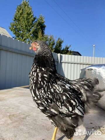 Куры породистые