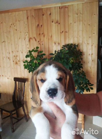 Щенки бигля