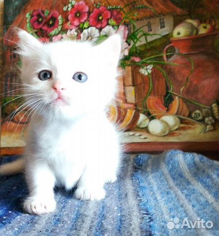 Белый пушистый котенок Софи,1.5 мес