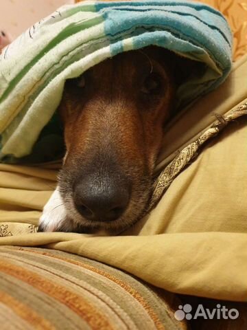 Фокстерьер гладкошерстный