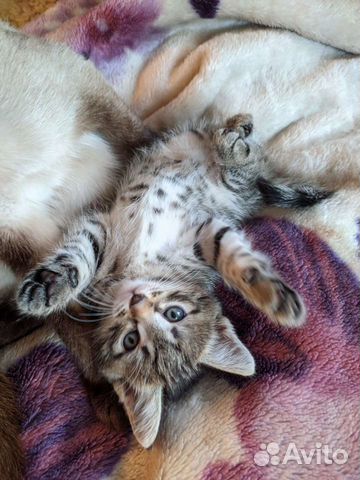 Красивый котик, любит играться, в добрые руки :)