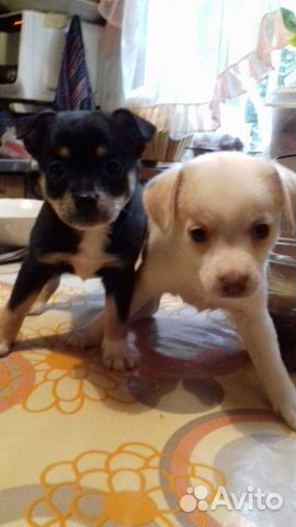 Собаки щенки