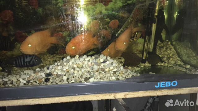 Большие рыбы