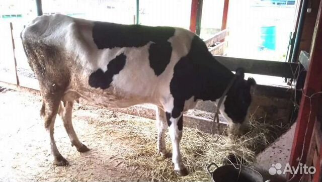 Коровы дойные молочные