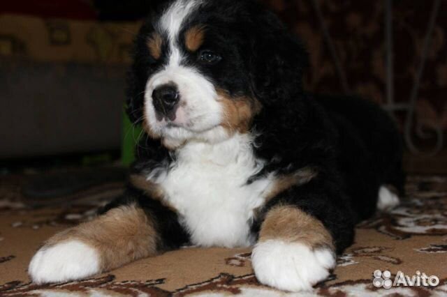 Бернский зенненхунд