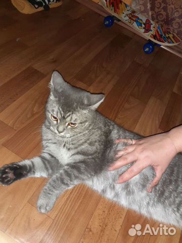 Кошка ищет кота Британц Вислоухий для вязки на наш