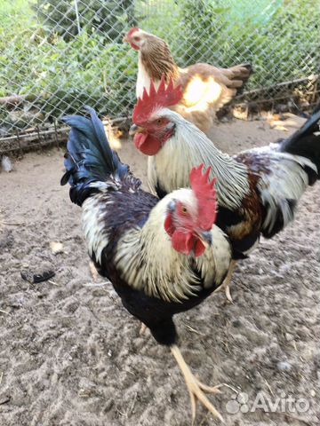 Петух Загорский-Лососевый