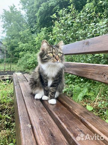 Кот Ларс