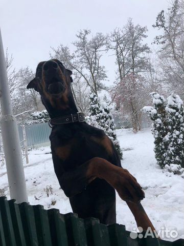 Мальчик 1 год 8 месяцев встреча на его територии з