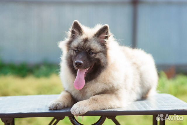 Немецкий шпиц