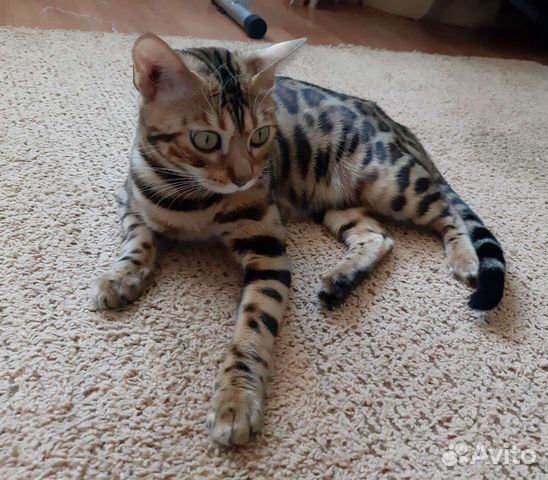 Бенгальская кошка