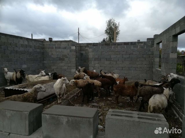 Продам овец коз оптом розницу