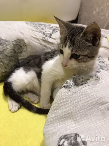 Котёнок Умка (в добрые руки)