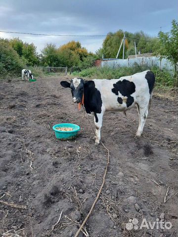 Бык и теленок