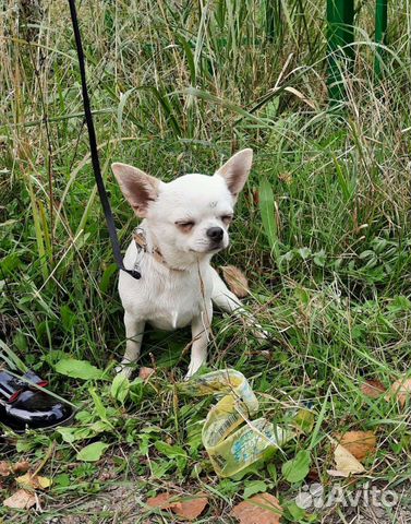 Чудесный малышок