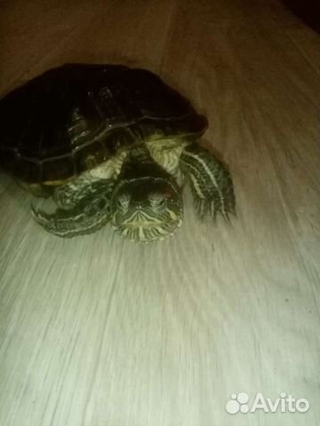 Красноухая черепаха