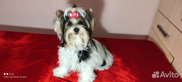 Девочка Бивер подрощенная