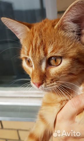 Рыжий котенок в добрые руки