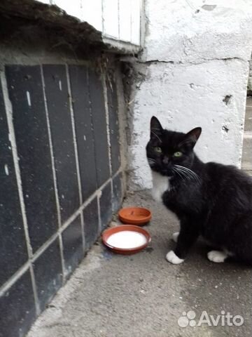 Кошка, 4-5 месяцев