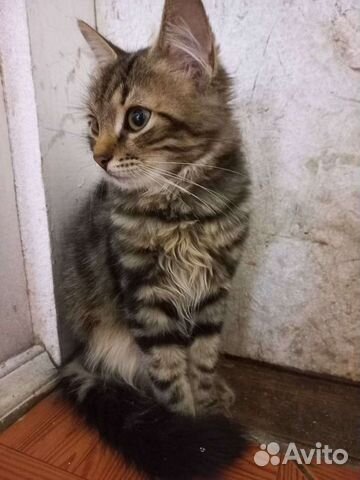Котенок Димочка