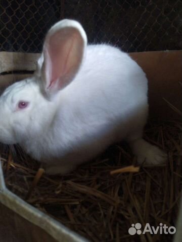 Кролики чистокровные