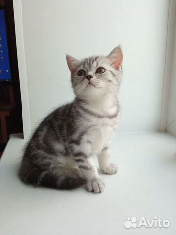Котята Скоттиш Страйт