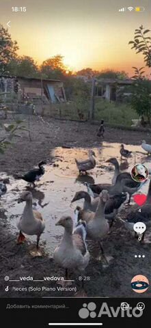 Домашняя Птица Гуси серые крупные 4 месяца,индаутк