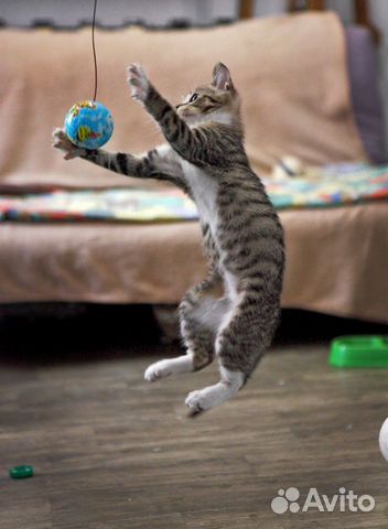 Котёнок Кузька 3 месяца