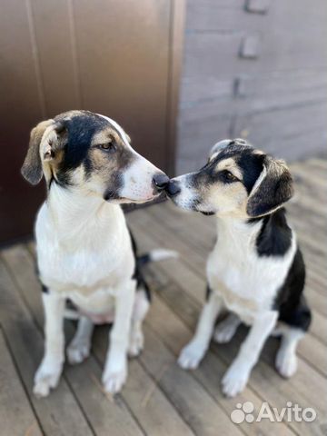 Две замечательные собаки в добрые руки