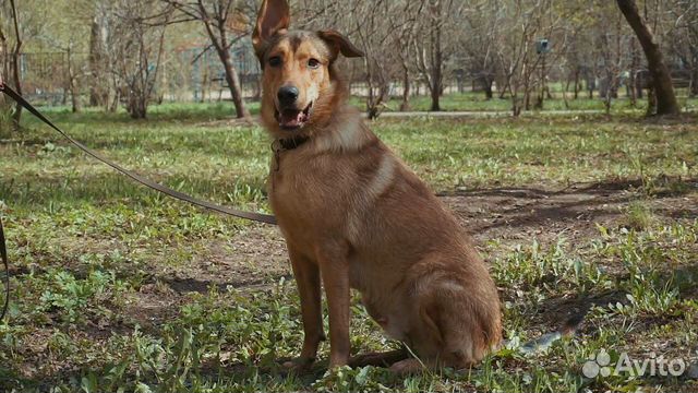 Пес Брауни ищет дом