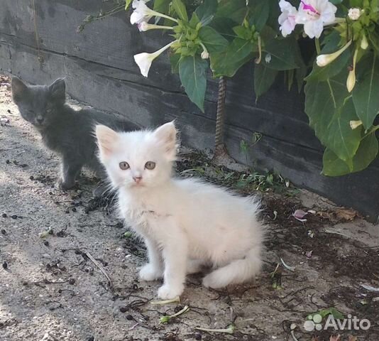 Котята гарантированно принесут счастье