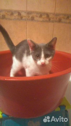 Котенок в семью