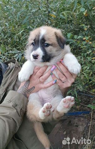 Великолепный щенок, будет крупная, девочка