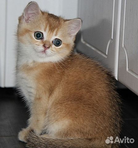 Британские котята