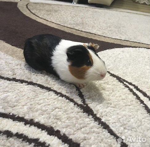 Морская свинка