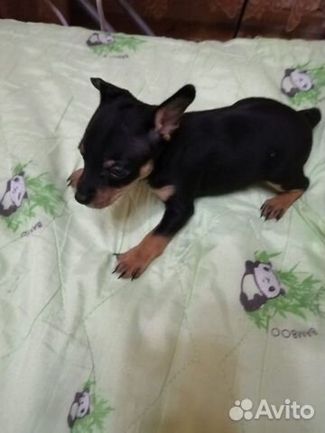 Щенки цвергпинчера