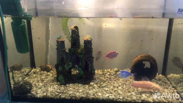 Аквариус с рыбками, компрессором и украшениями