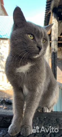 Котик бесплатно