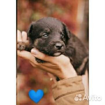 Щенок маленький мальчик 1 месяц