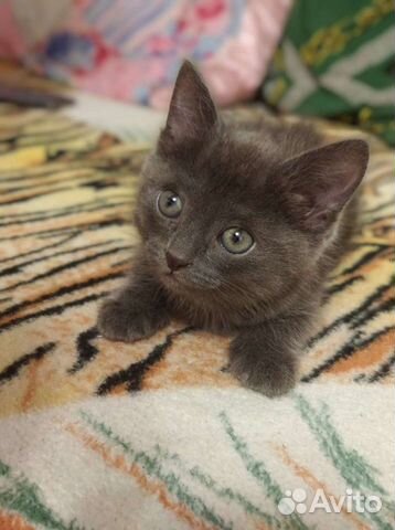 Мальчик чисто серенький