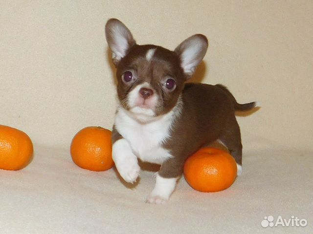 Очаровательная Стеша-девочка чихуахуа