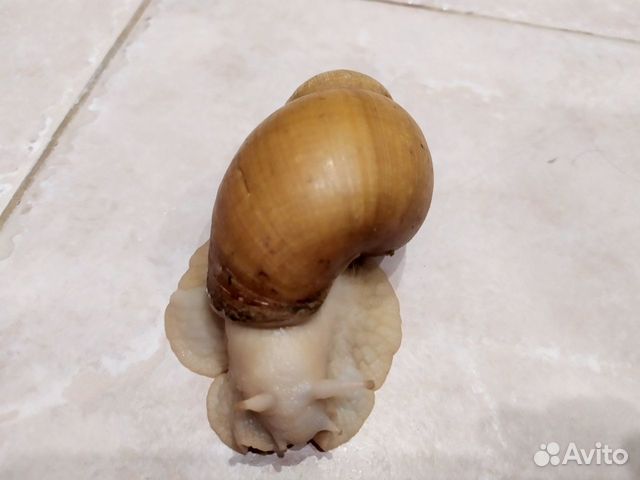 Отдаю улитку домашнюю, Ахатина
